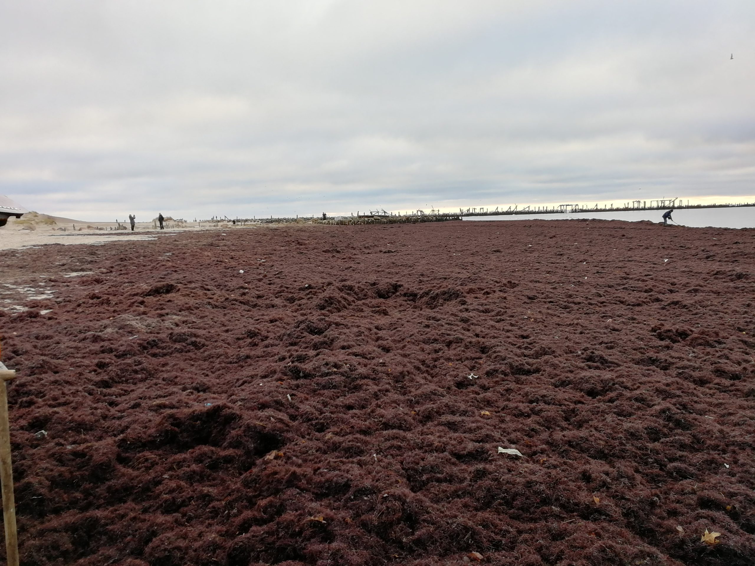 Algae revealed what really lies in the Baltic Sea - EU-CONEXUS
