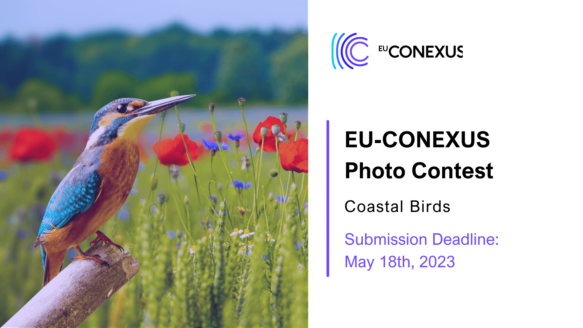 Coastal Birds Photo Contest - EU-CONEXUS